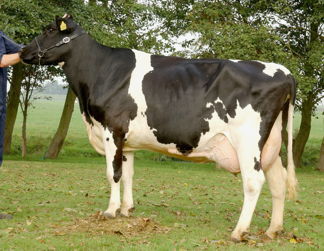 LOWLANDS COMRADE-RED - ABC LoveGenetix